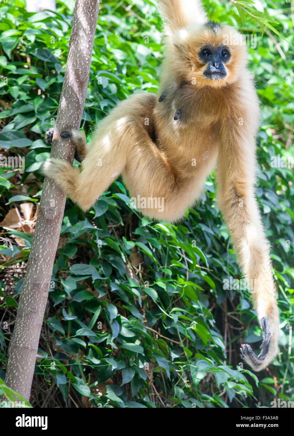 Yellow cheeked gibbon hi-res stock photography and images - Alamy