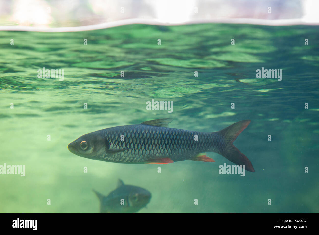 Under the surface hi-res stock photography and images - Alamy