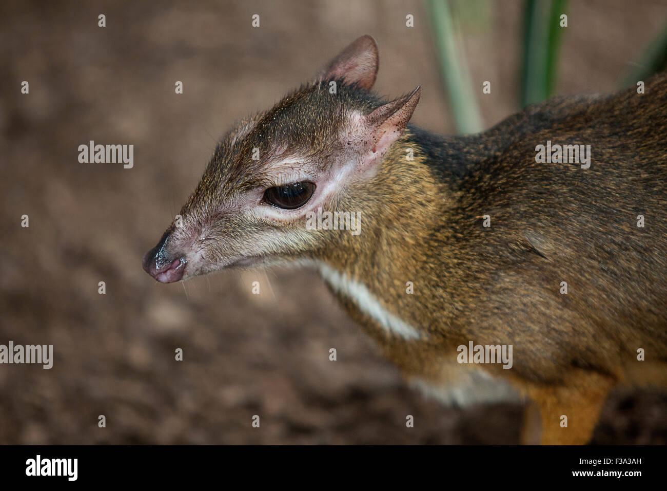 Mouse deer grazing or Tragulus javanicus. Close up shot Stock Photo - Alamy