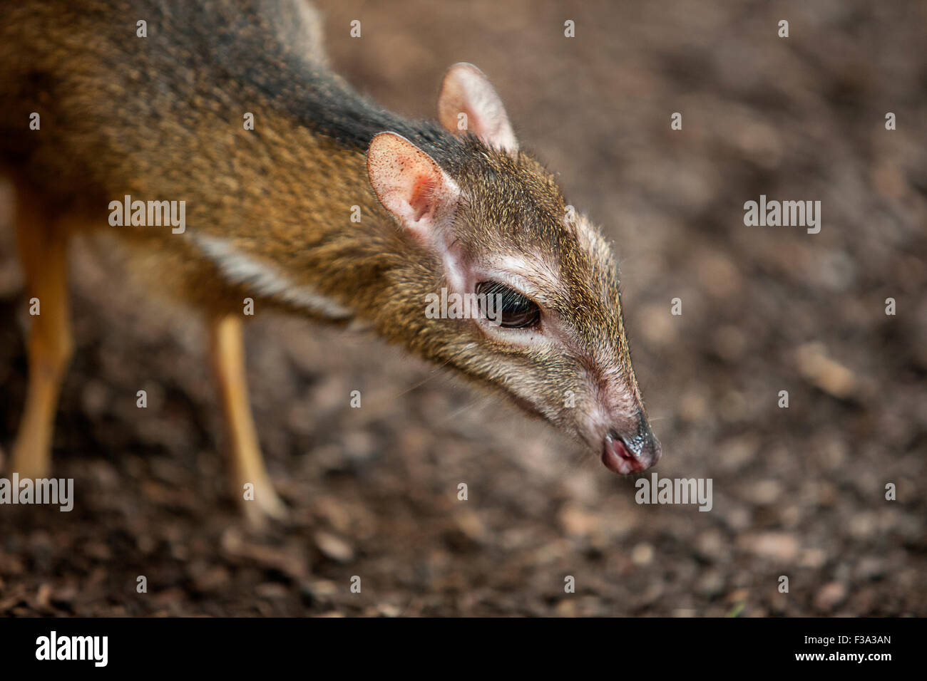 Mouse deer grazing or Tragulus javanicus. Close up shot Stock Photo - Alamy