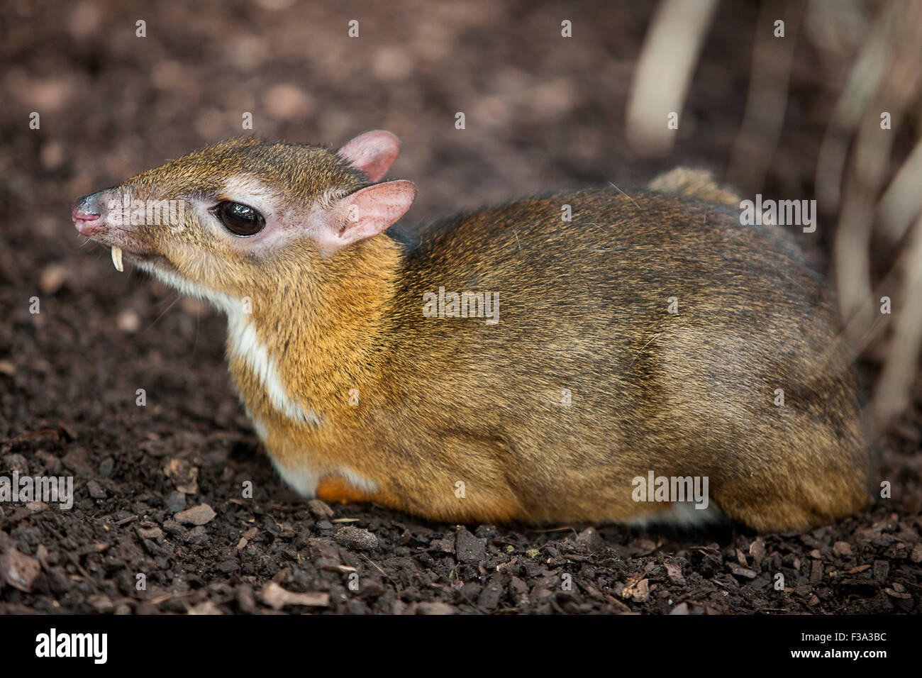 Tragulus javanicus hi-res stock photography and images - Alamy
