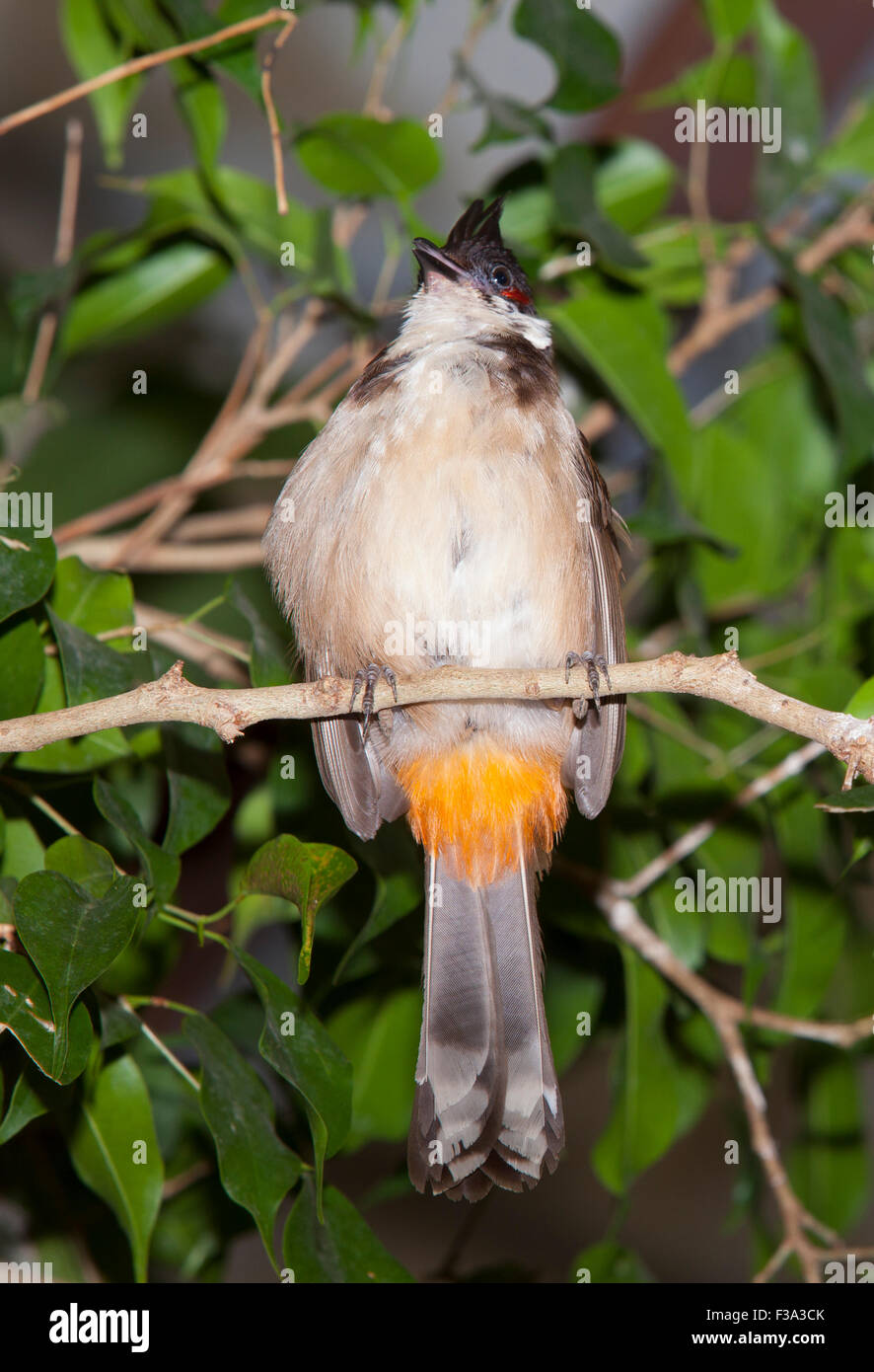 Tropical bird red-whiskered bulbul or pycnonotus jocosus sitting on a ...