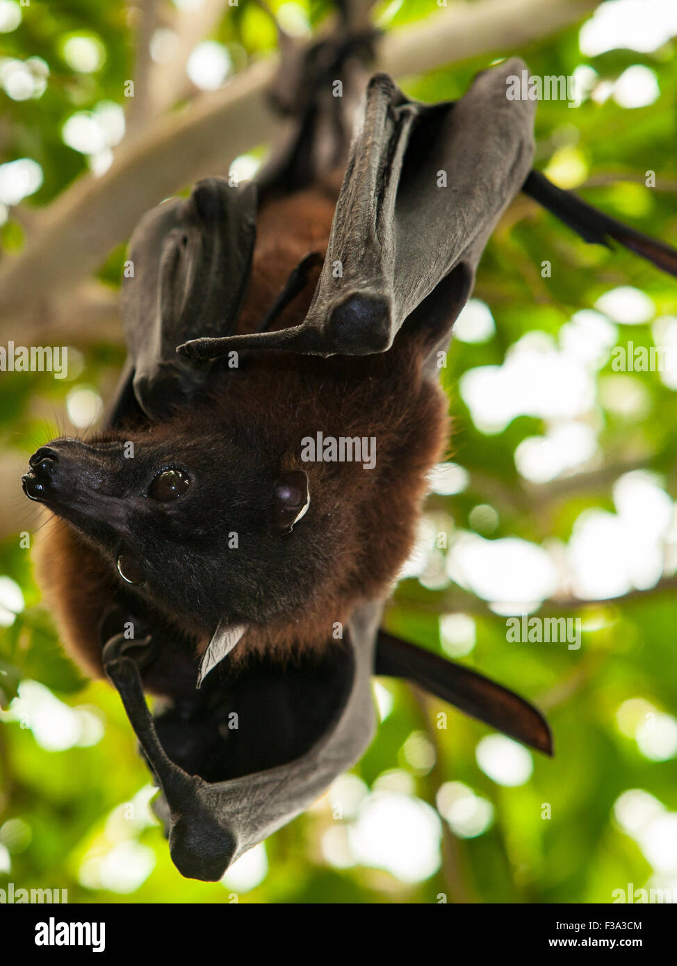 Two Indian flying foxes, pteropus giganteus, also known as the greater ...
