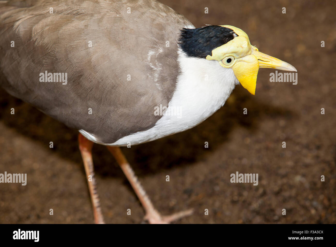 The masked plover hi-res stock photography and images - Alamy