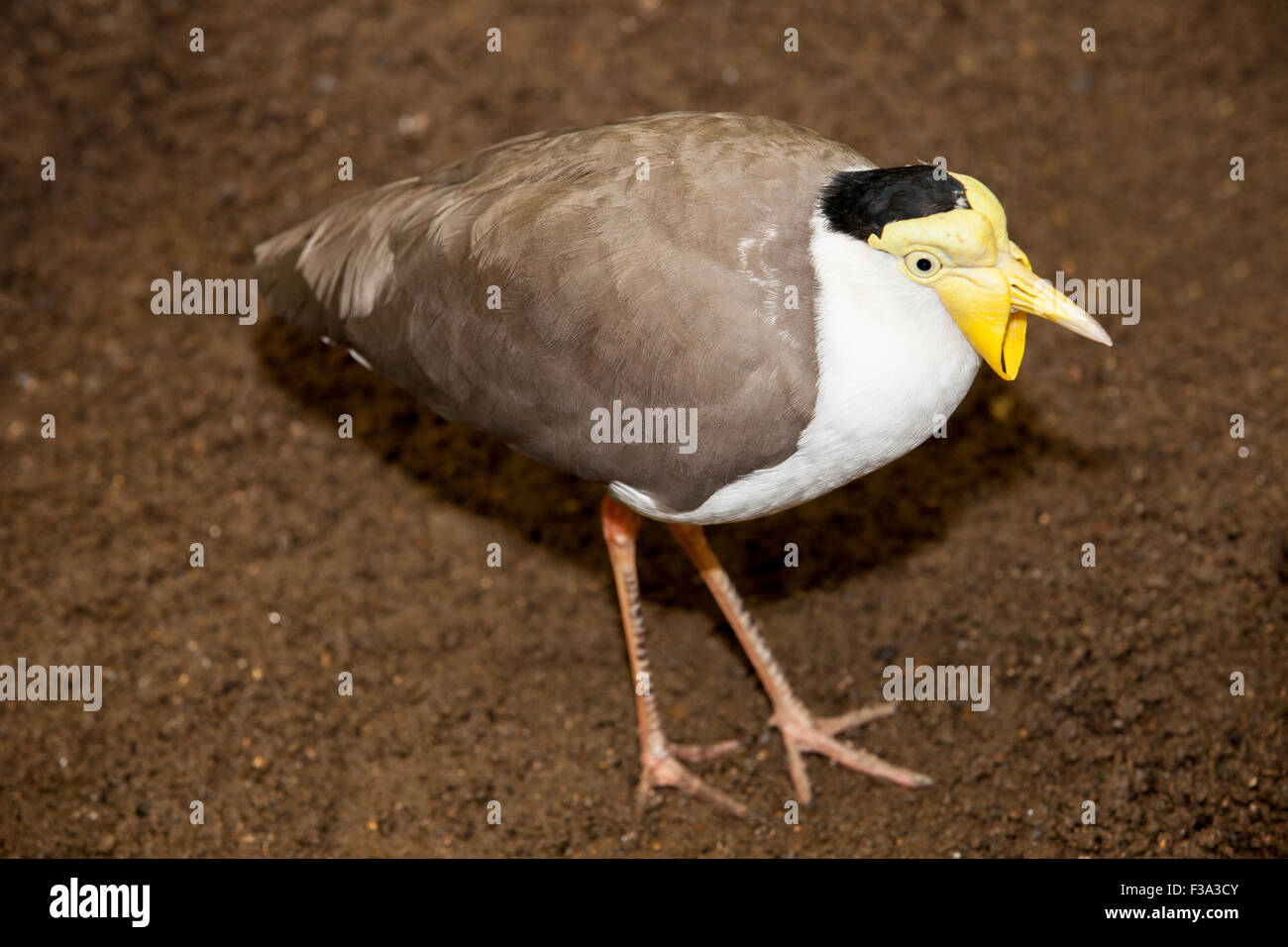 Masked lapwing, Vanellus miles, also known as the masked plover Stock ...