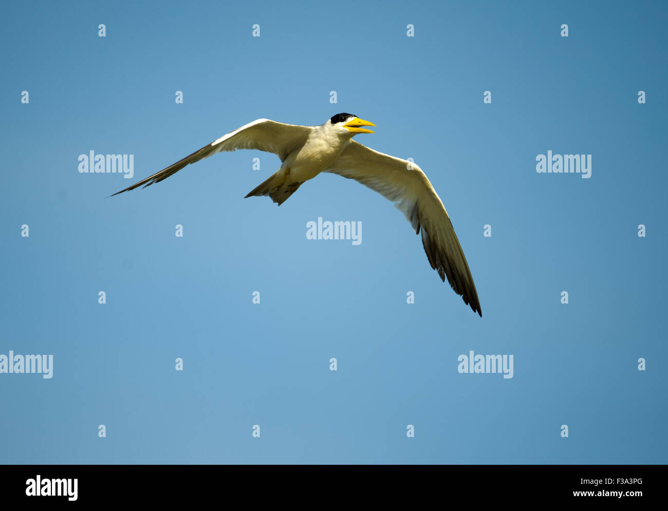 Large-billed Tern (Phaetusa simplex) flying against a blue sky, Araras ...