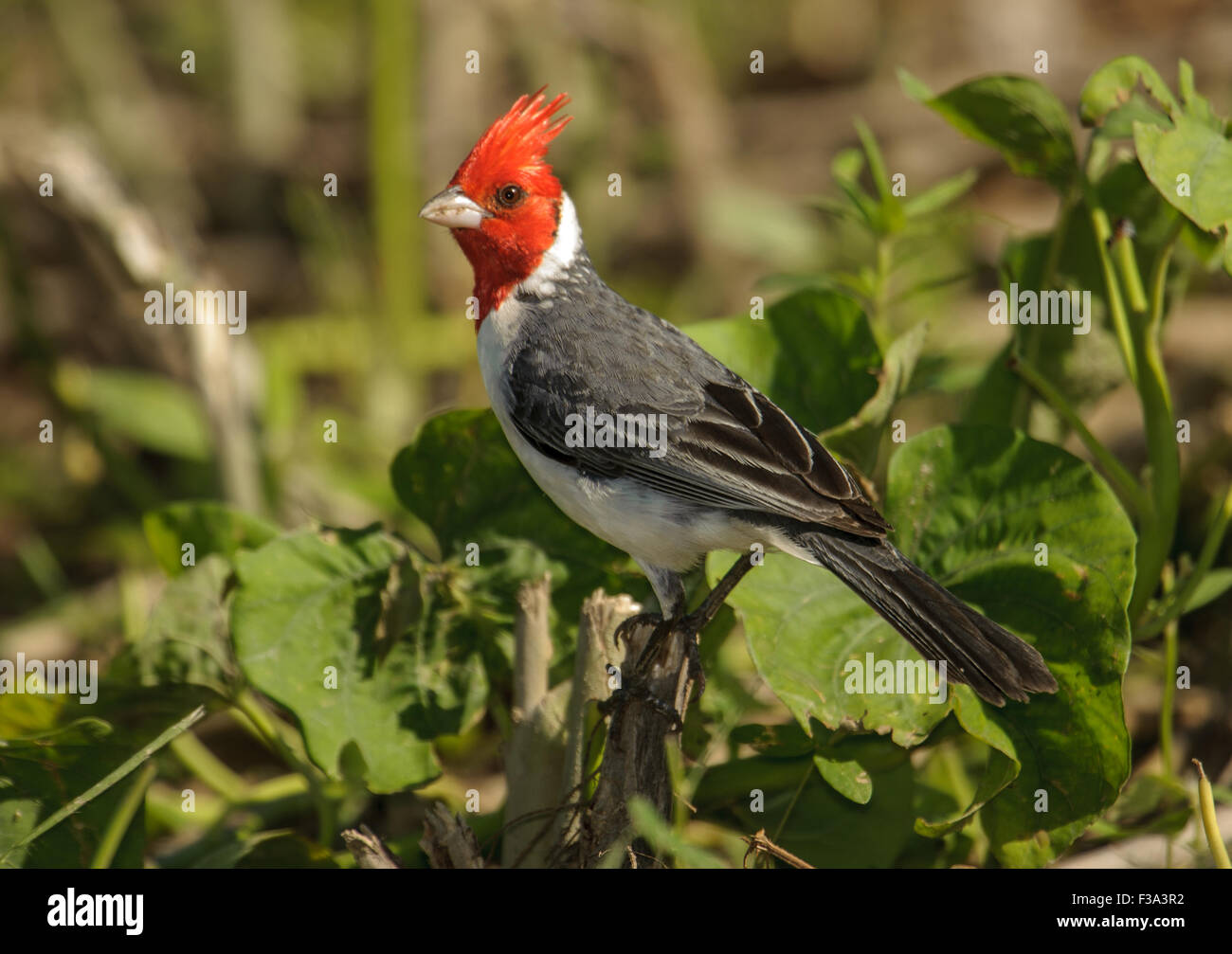 Red crested finch hi-res stock photography and images - Alamy