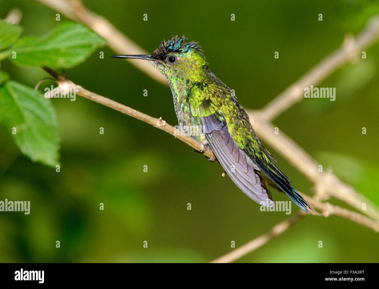 Sapphire-spangled Emerald Hummingbird (Amazilia rondoniae), Mangueiras ...
