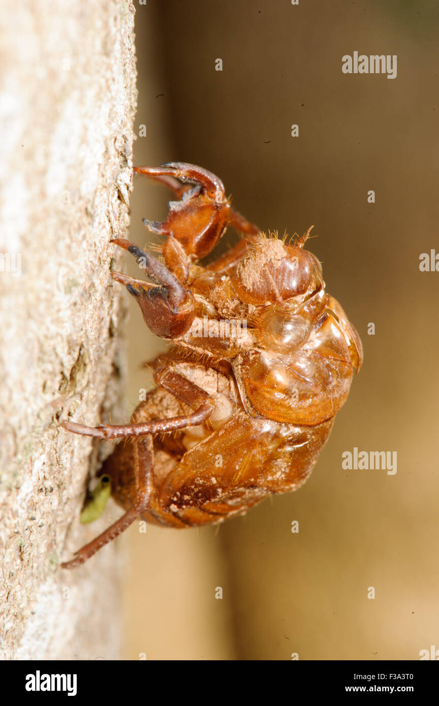 Cicada molted skin on tree, Bairro da Ponte Nova, Mangueiras Ranch, Sao ...