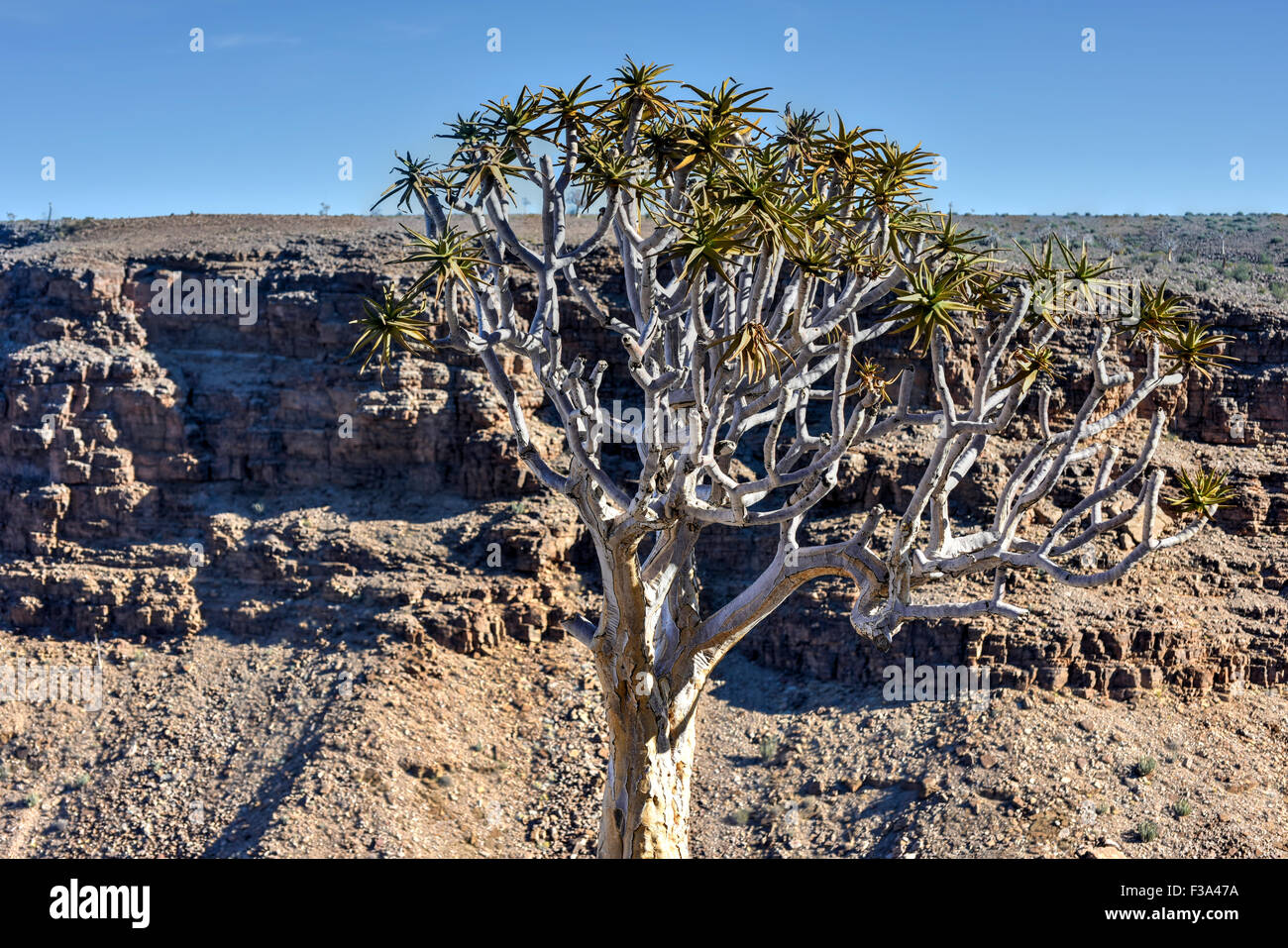 Quiver Tree and the Fish River Canyon in Namibia, Africa. It is the ...