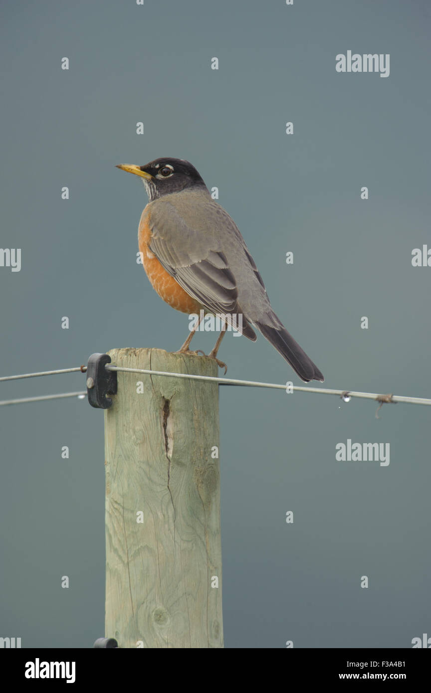 California american robin hi-res stock photography and images - Alamy