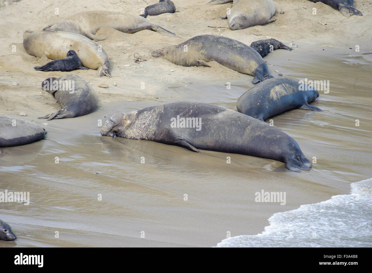 Northern Elephant Seal (Mirounga angustirostris), Point Reyes National ...