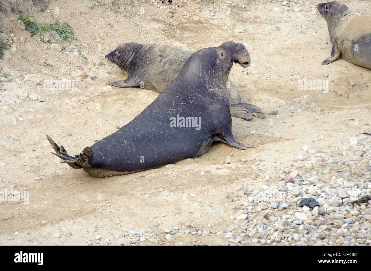 Northern Elephant Seal (Mirounga angustirostris) male with two females ...