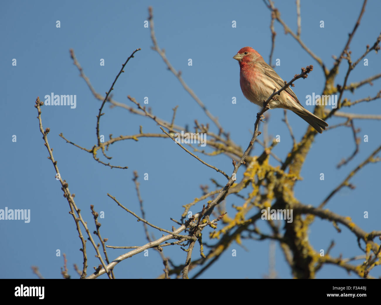 House Finch (Carpodacus mexicanus) perched in tree, Healdsburg ...