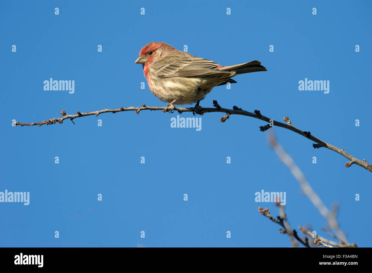 House Finch (Carpodacus mexicanus) perched in tree, Healdsburg ...