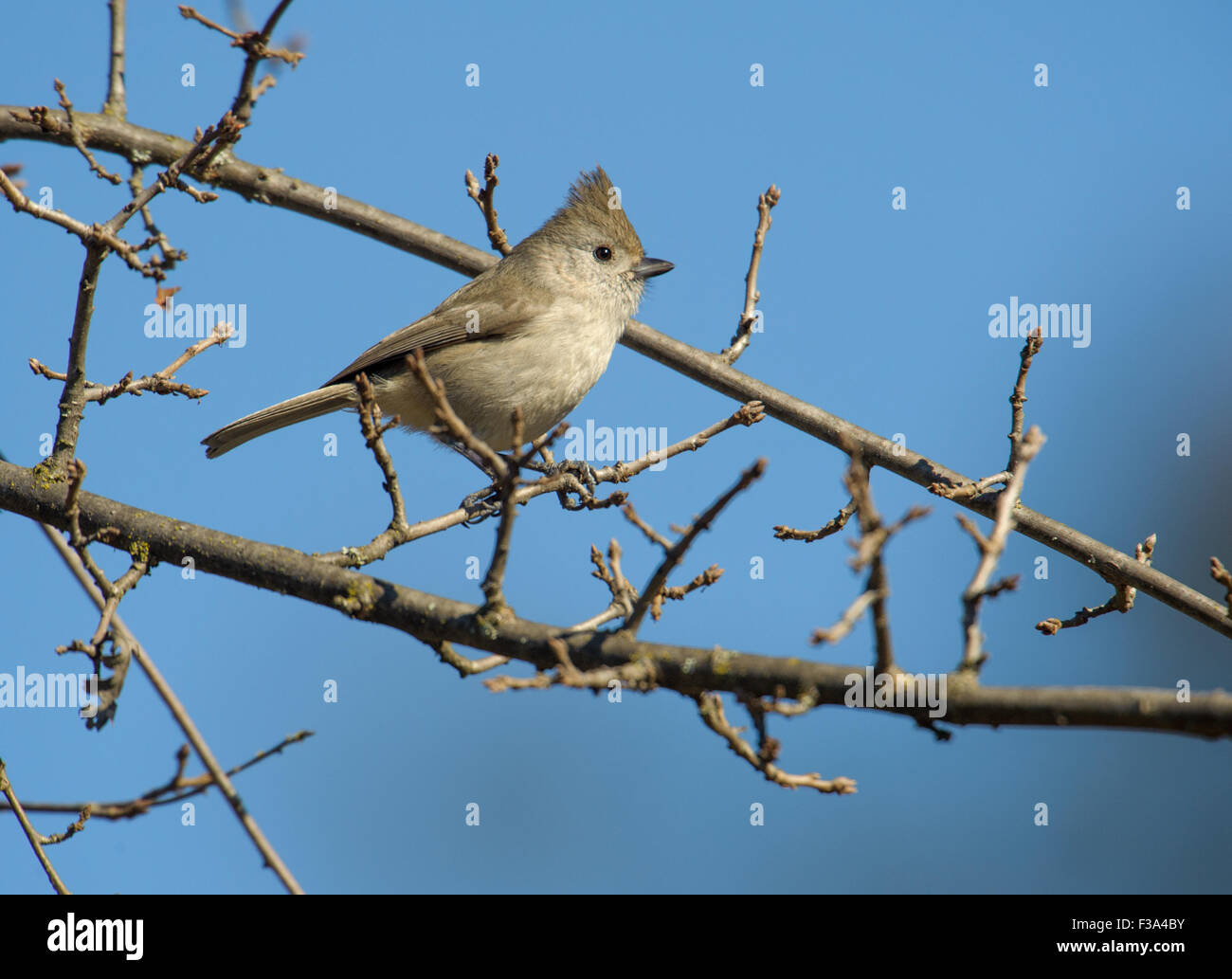 California Titmouse
