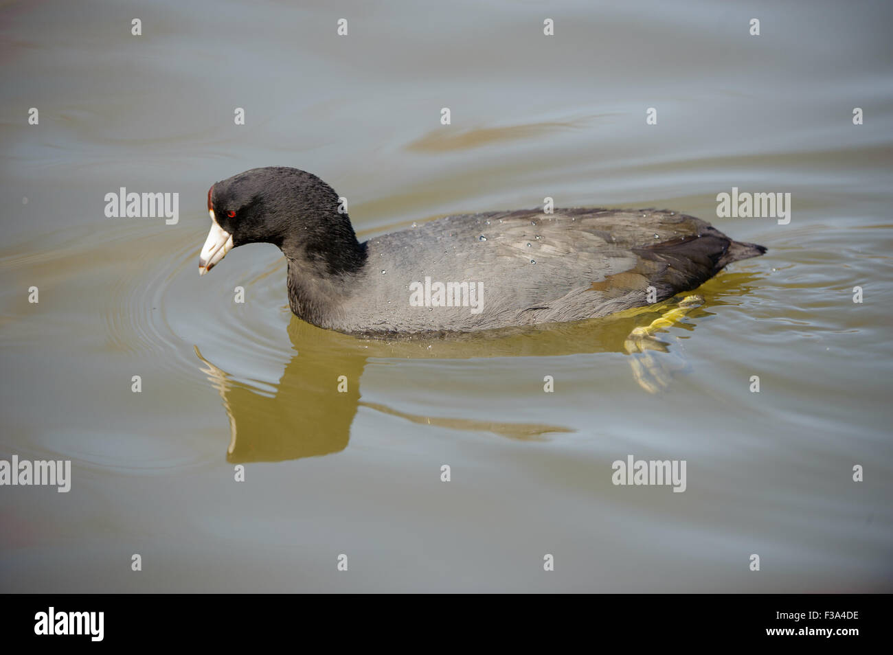 American Coot (Fulica americana) swimming, George C. Reifel Migratory ...