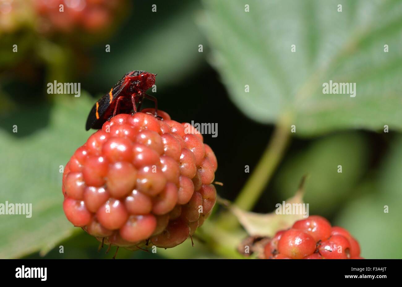 Two lined spittlebug prosapia bicincta hi-res stock photography and ...