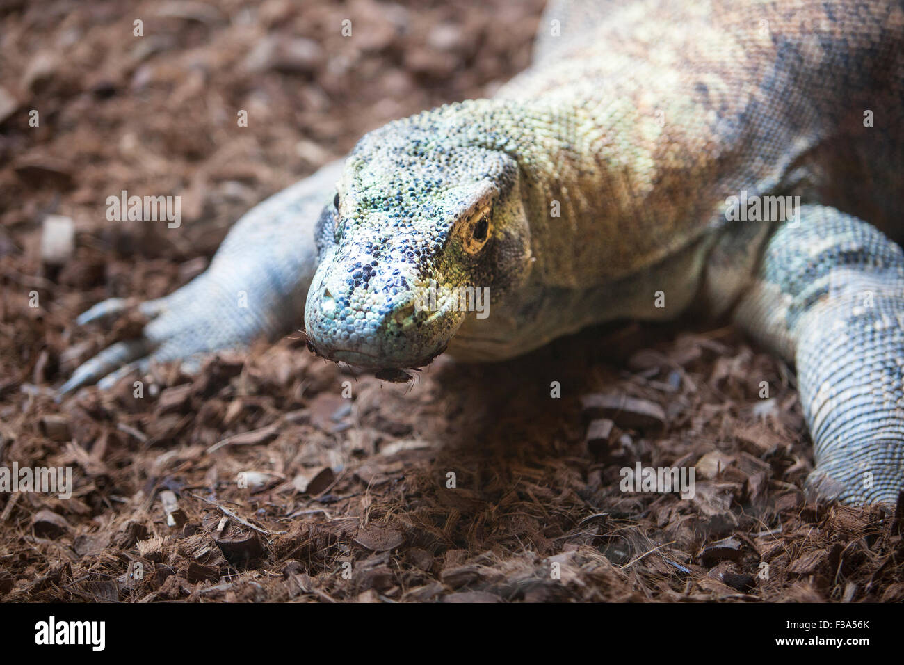 Komodo dragon or Varanus komodoensis, also known as the Komodo monitor ...