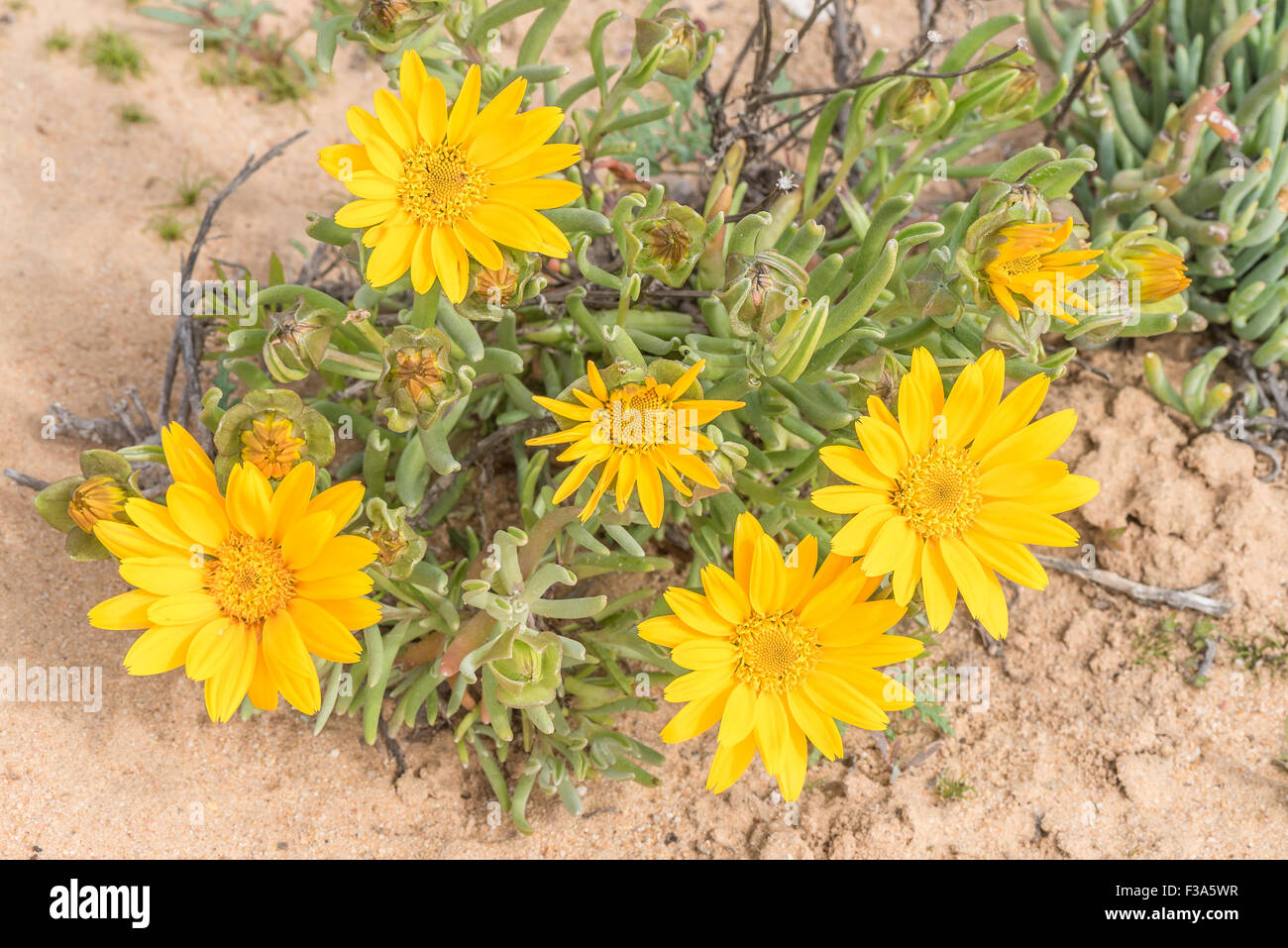 The Perdeblom (horse flower), Didelta carnosa at Groenriviermond (green ...