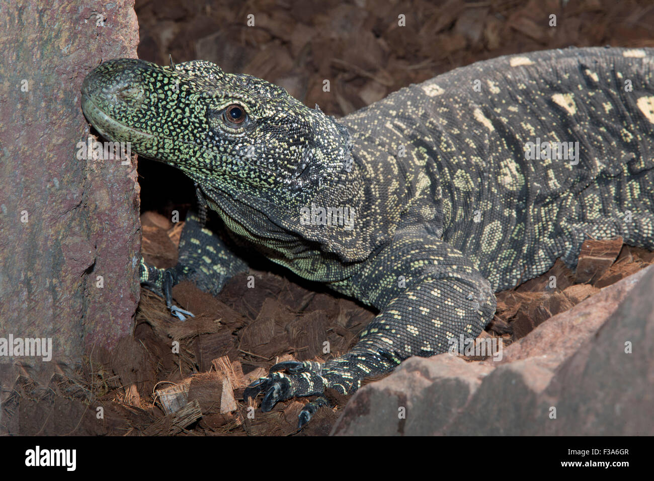 Varanus salvadorii hi-res stock photography and images - Alamy