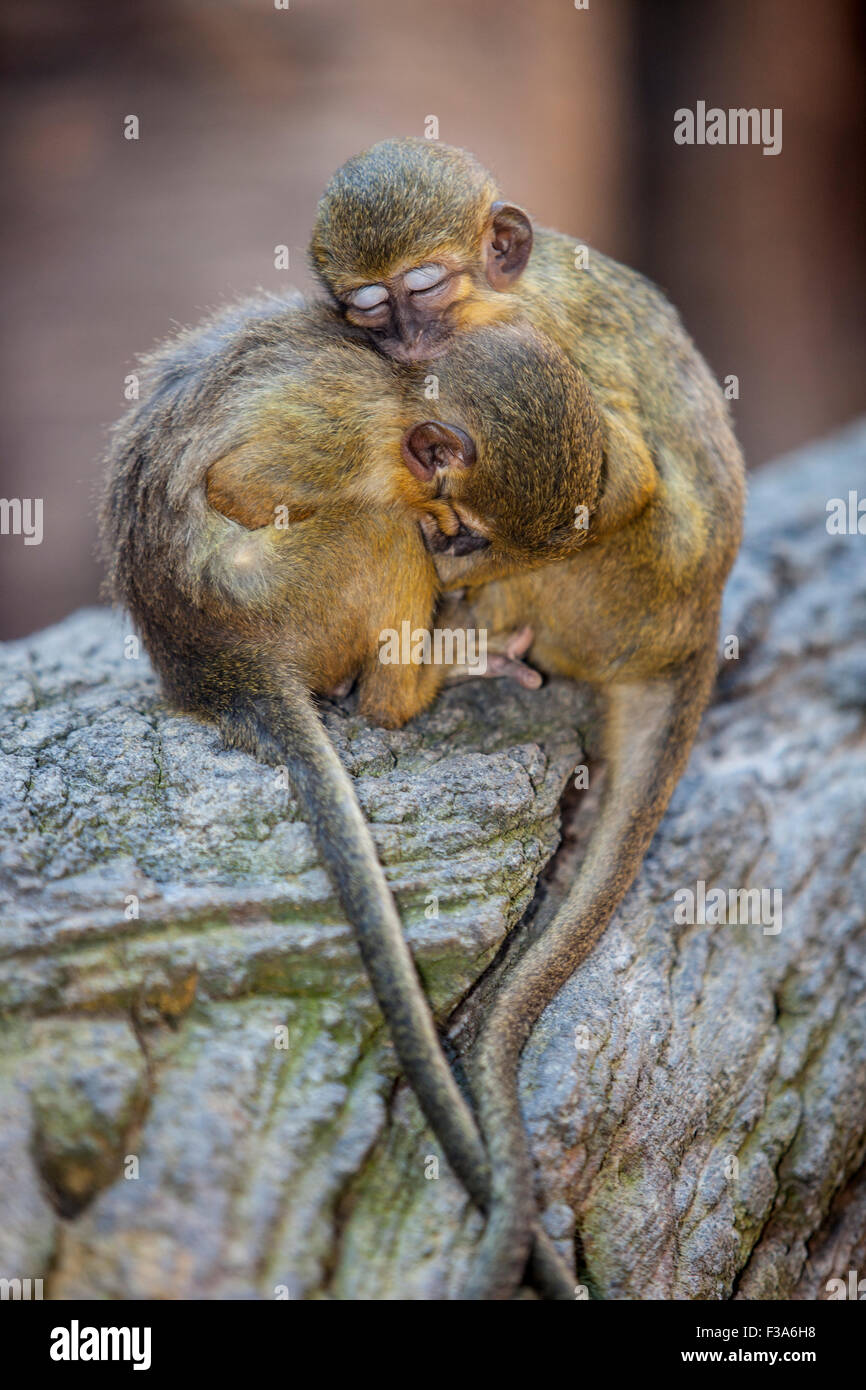 Little funny gabon talapoin also known as the northern talapoin ...