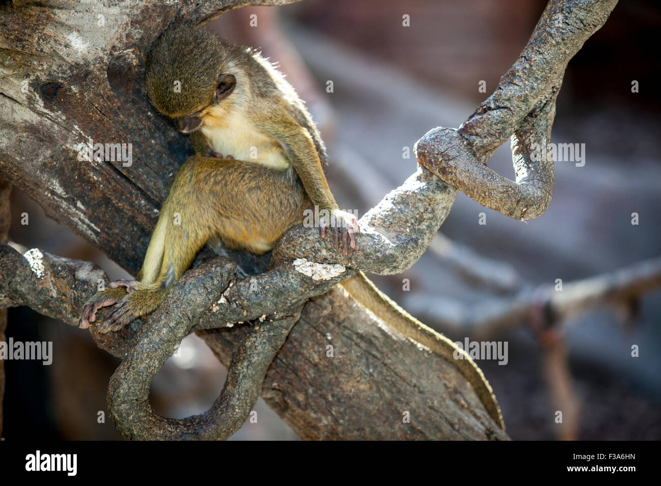 Little funny gabon talapoin also known as the northern talapoin ...