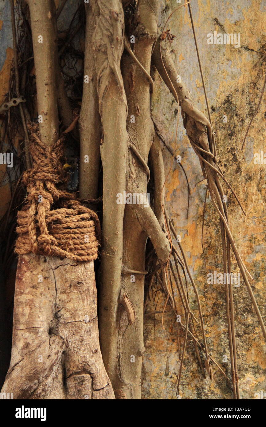 wall with tree roots and rope Stock Photo - Alamy