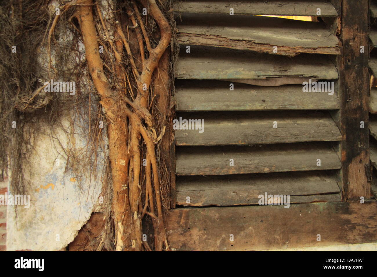 Invasive tree roots hi-res stock photography and images - Alamy