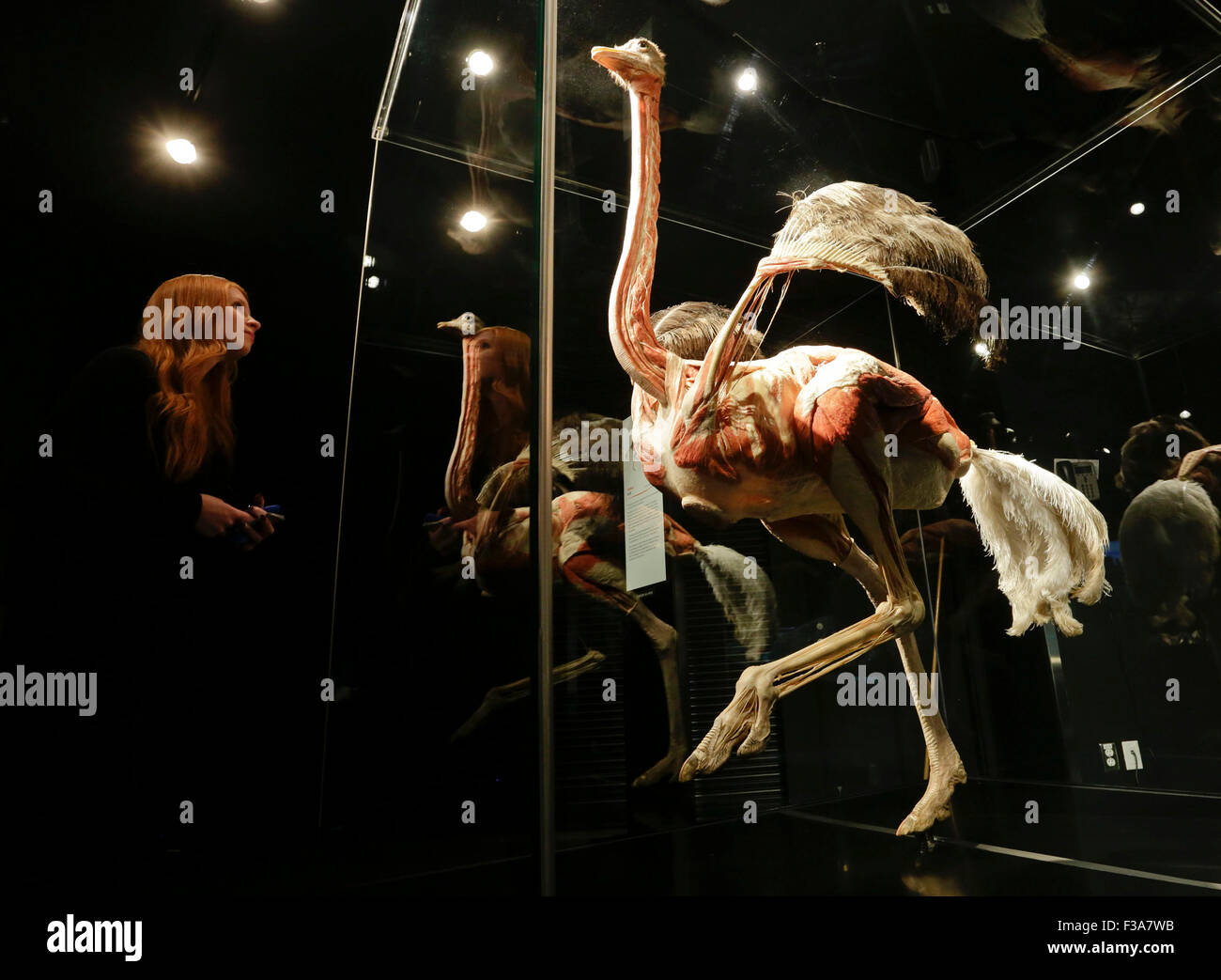 Plastination plastinated hi-res stock photography and images - Alamy