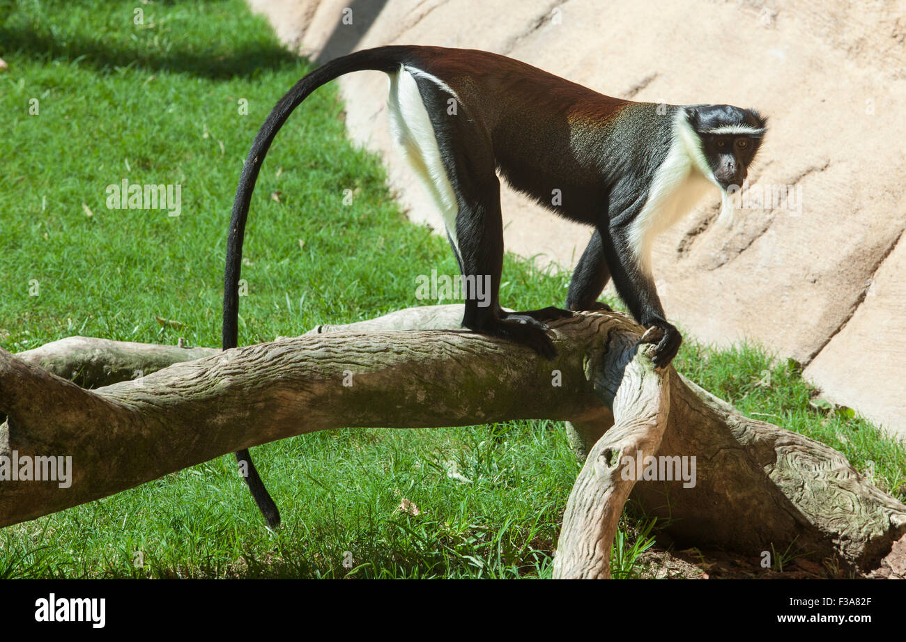 Roloway monkey or Cercopithecus roloway walking over a branch Stock ...