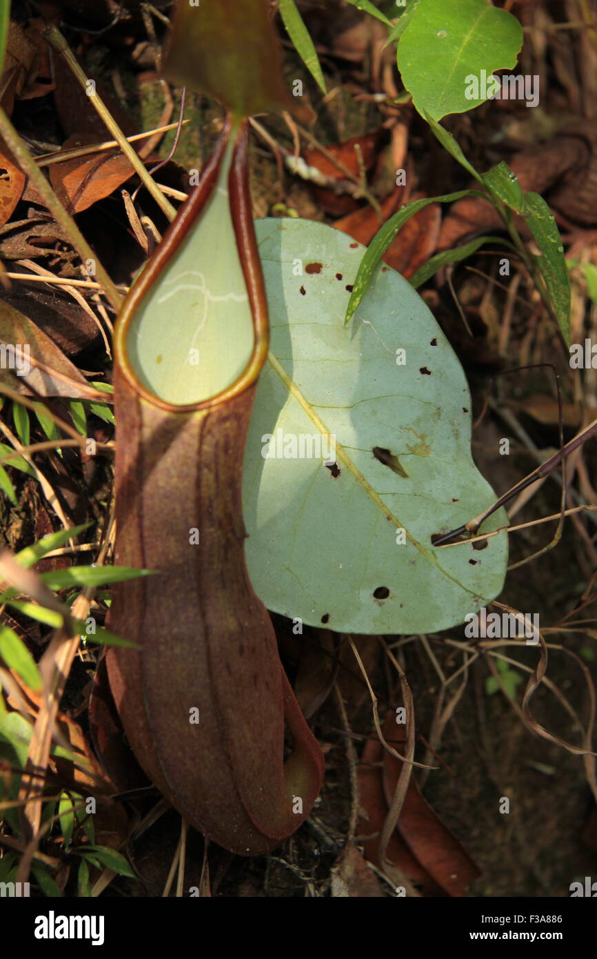 Close up of Pitcher plant Stock Photo - Alamy
