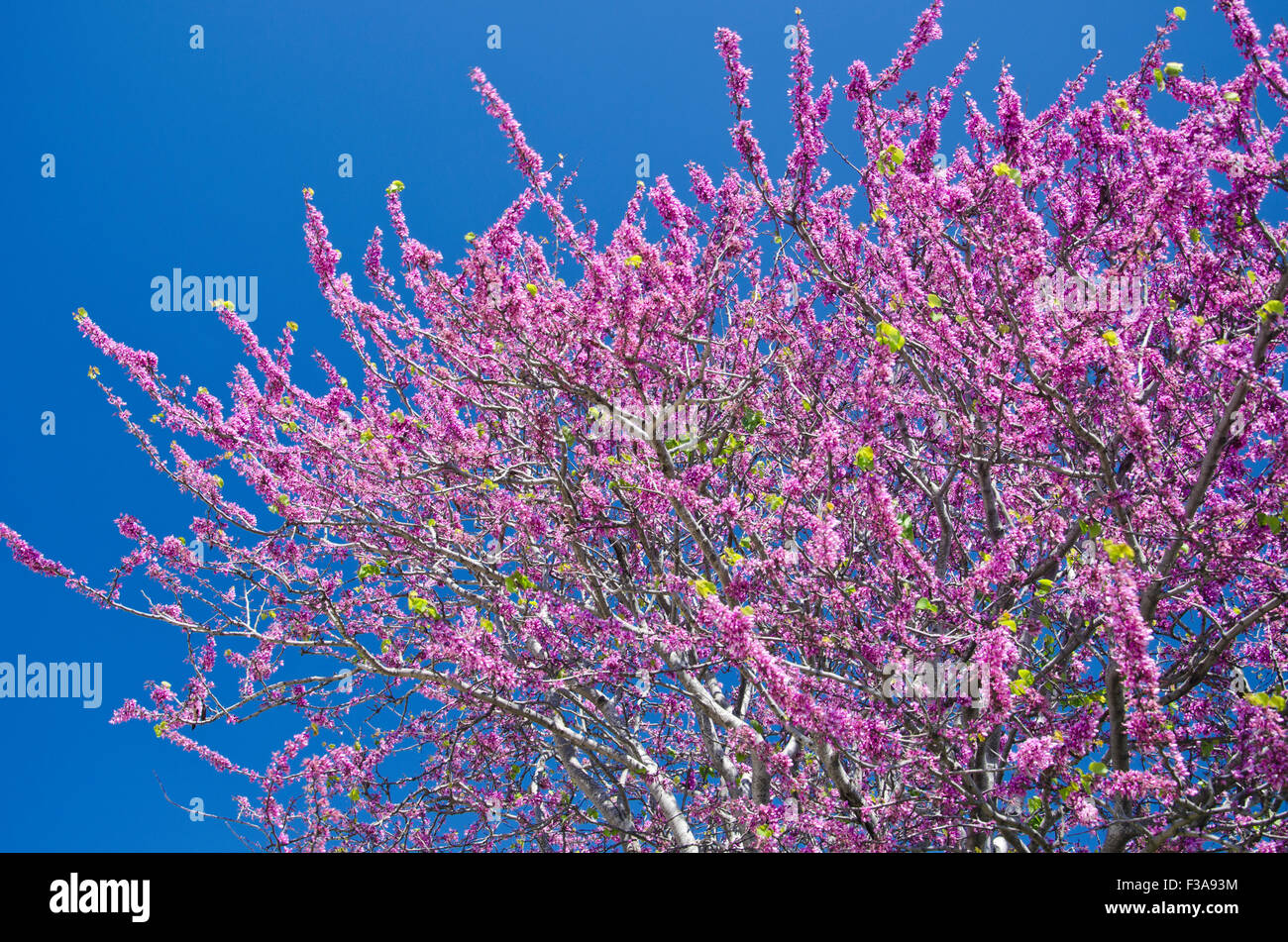 Beautiful spring Pink flowering tree in bloom in Greece Stock Photo - Alamy