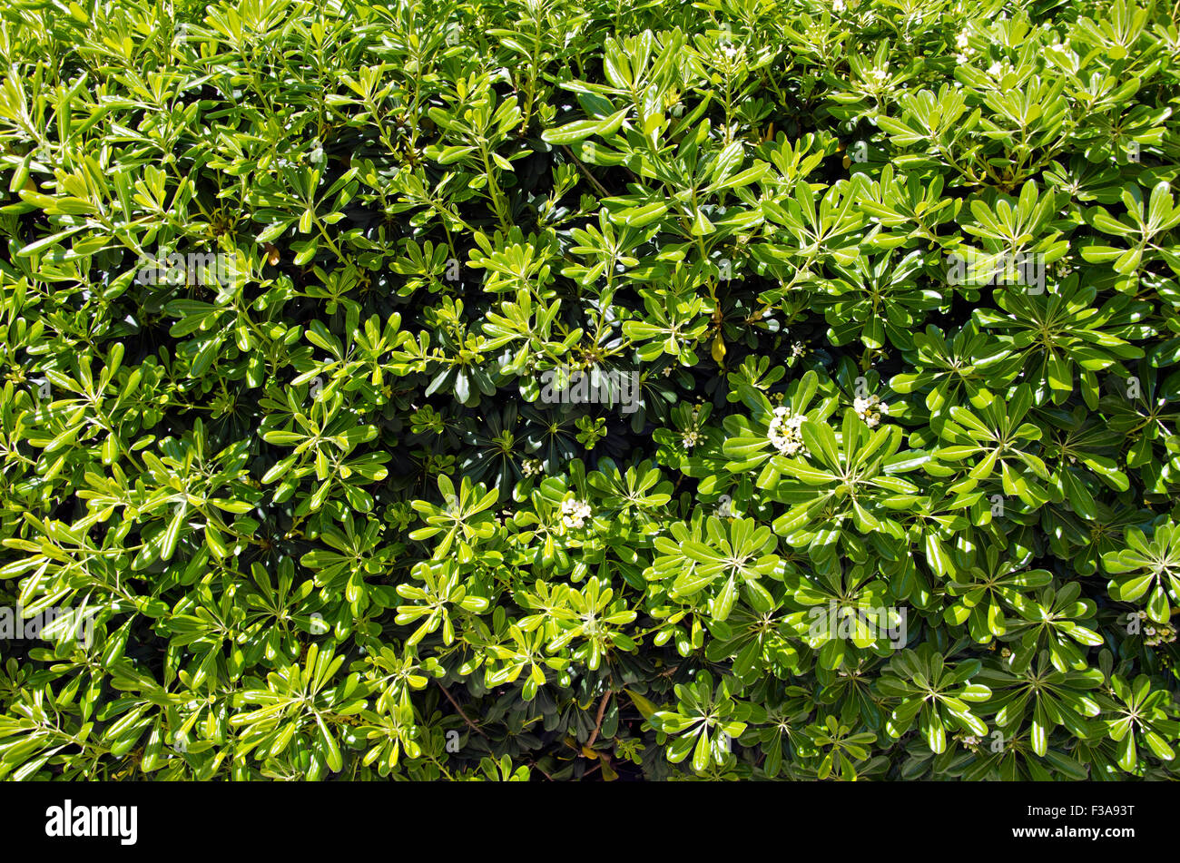 Bush seamless texture background hi-res stock photography and images ...