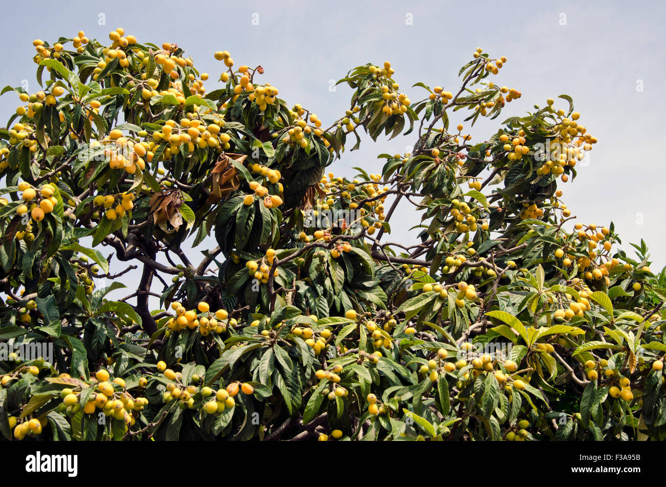 Exotic plant tree with ripe fruit growing in Greece Stock Photo - Alamy