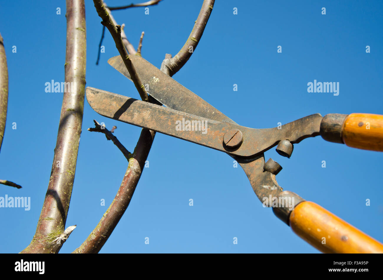 Pruning apple tree hi-res stock photography and images - Alamy