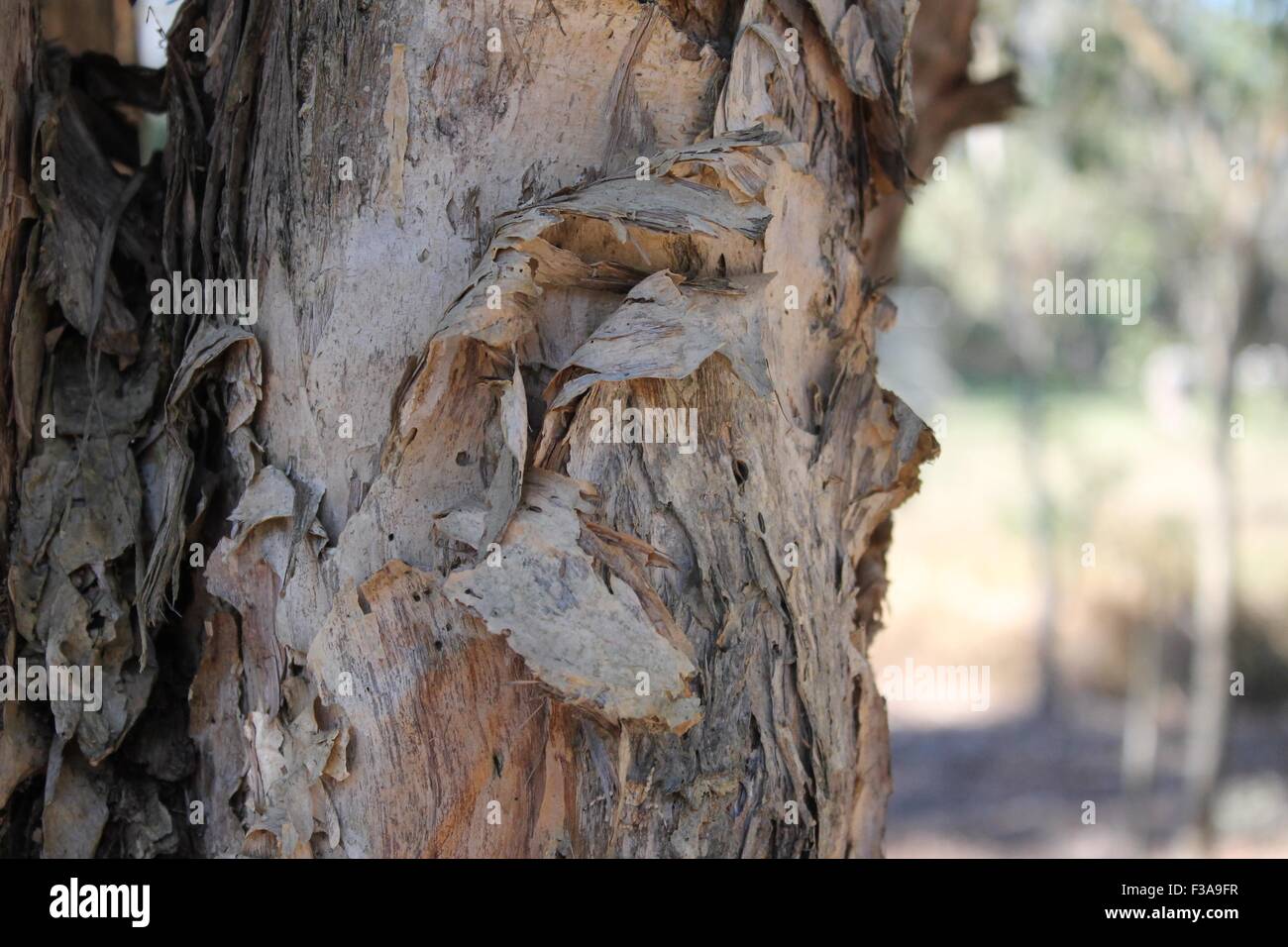 Flaking tree bark in Queensland Australia Stock Photo - Alamy