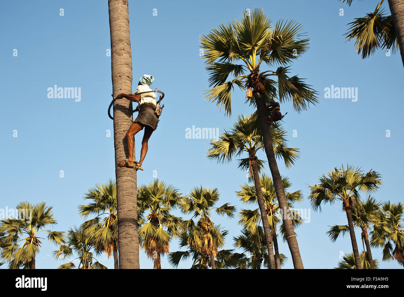 Toddy Palm High Resolution Stock Photography and Images - Alamy