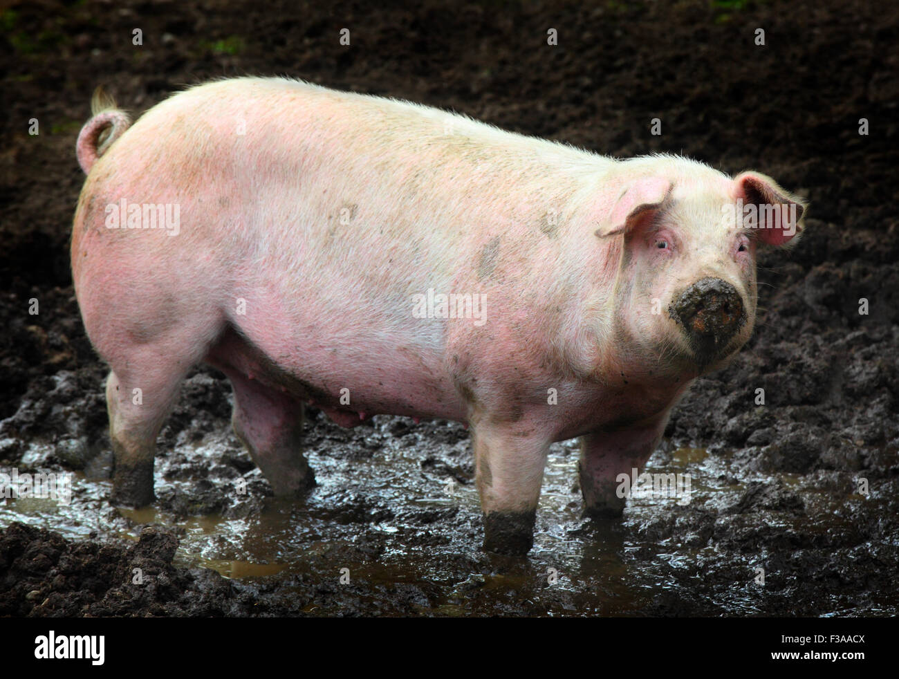 Side view of a big pig on a farm Stock Photo - Alamy