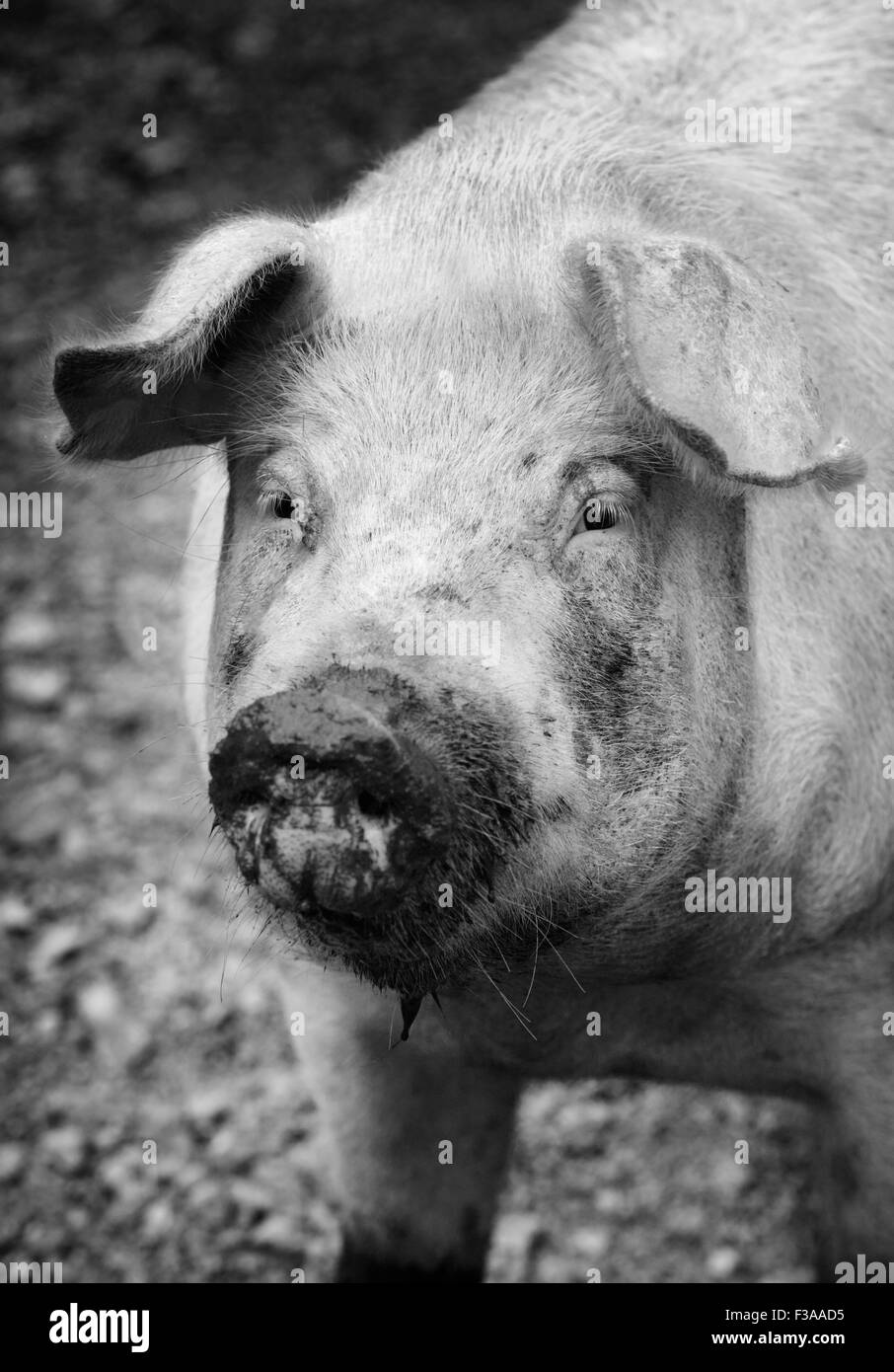 portrait of a pet pig on a farm Stock Photo - Alamy