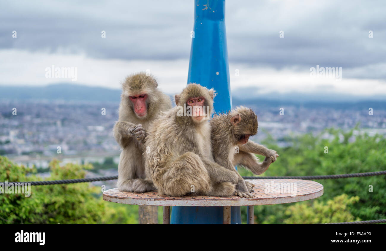 Monkey family over telescope playing in Arashiyama mountain, kyoto ...