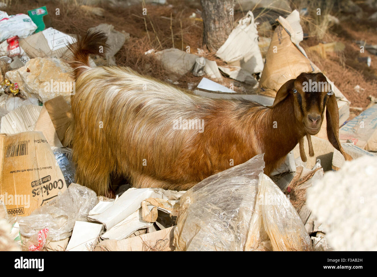 Beirut Lebanon 3rd October 2015. Goats rummaging for food in a rubbish ...