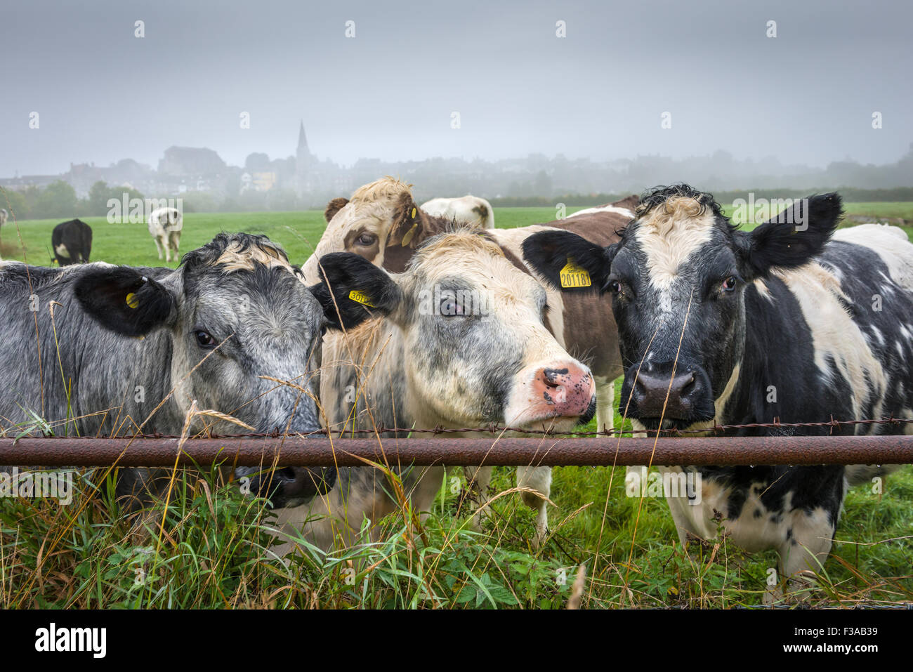 Cows in the Mist Stock Photo - Alamy