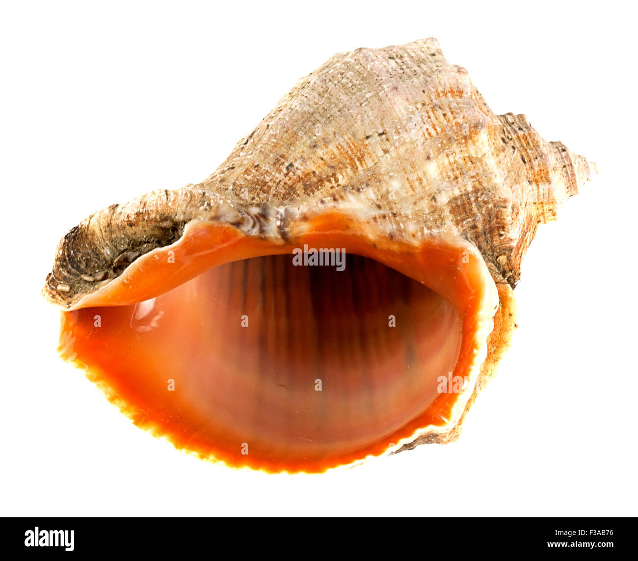 sea shell isolated on white background Stock Photo - Alamy