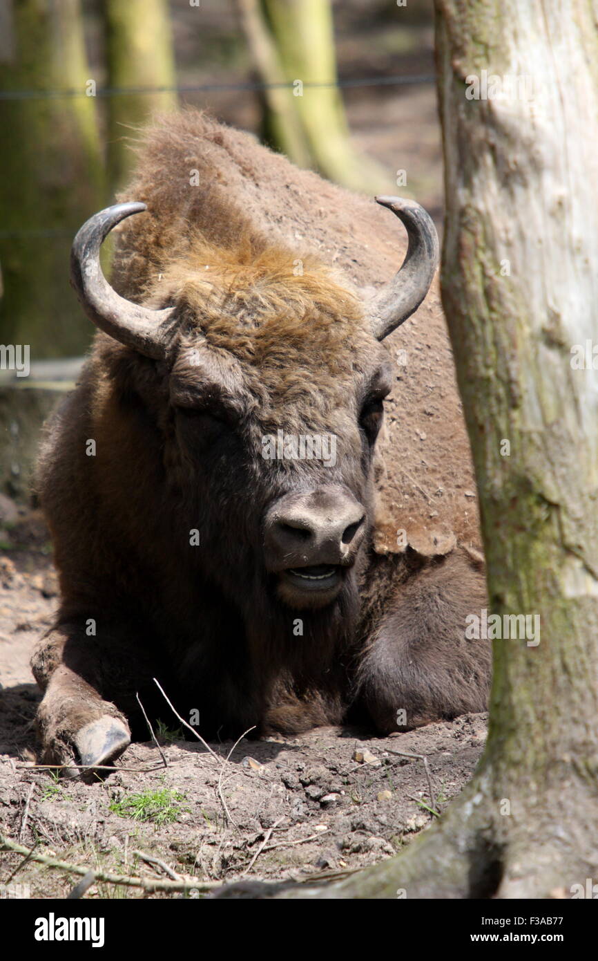Buffalo lying down resting in sun Stock Photo - Alamy