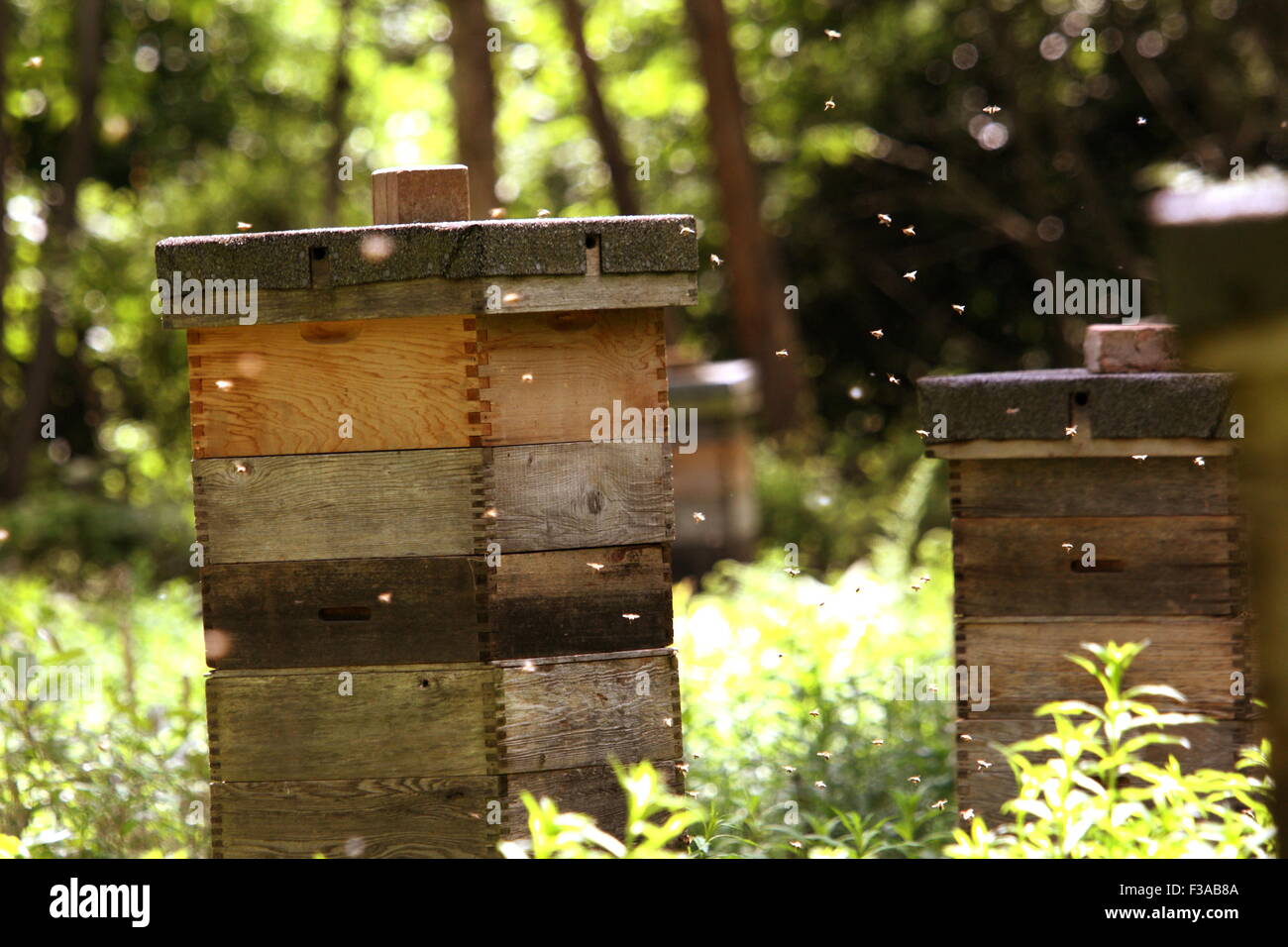 Bees active around hives Stock Photo - Alamy