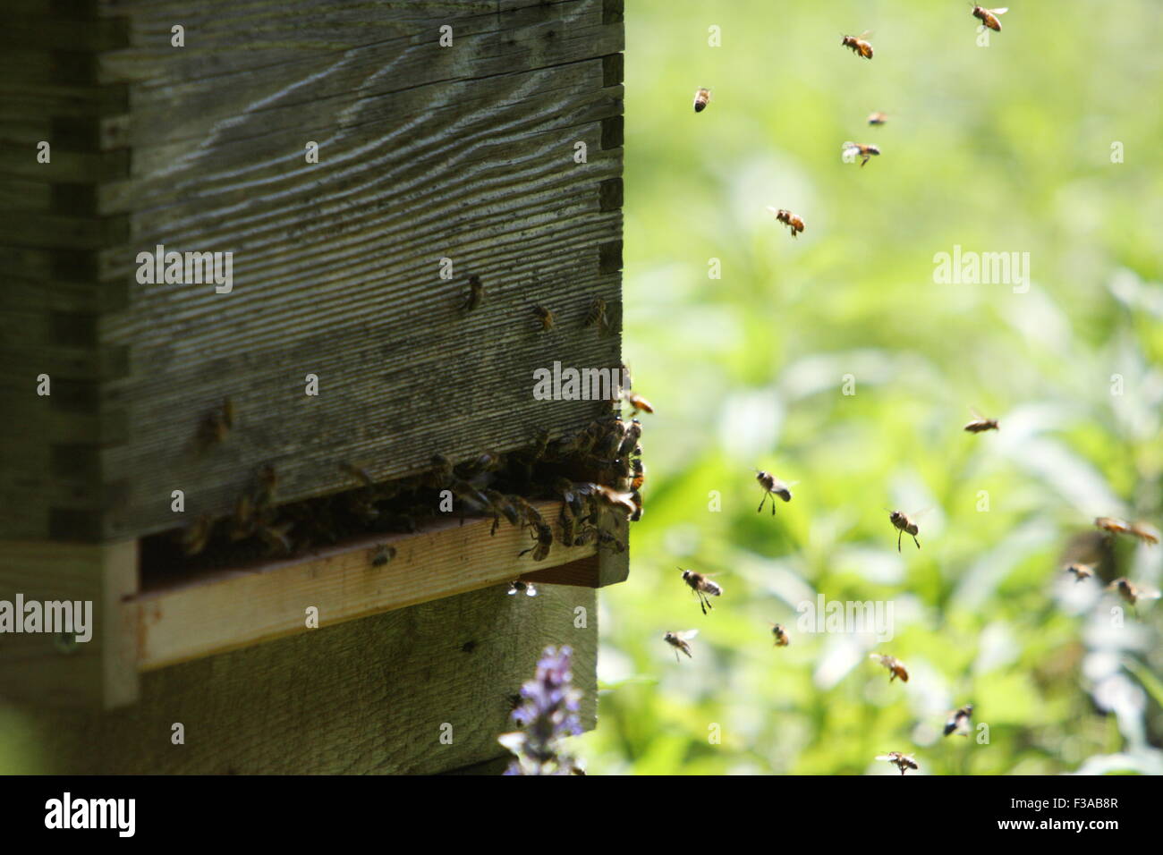 Bees active entering hive Stock Photo - Alamy