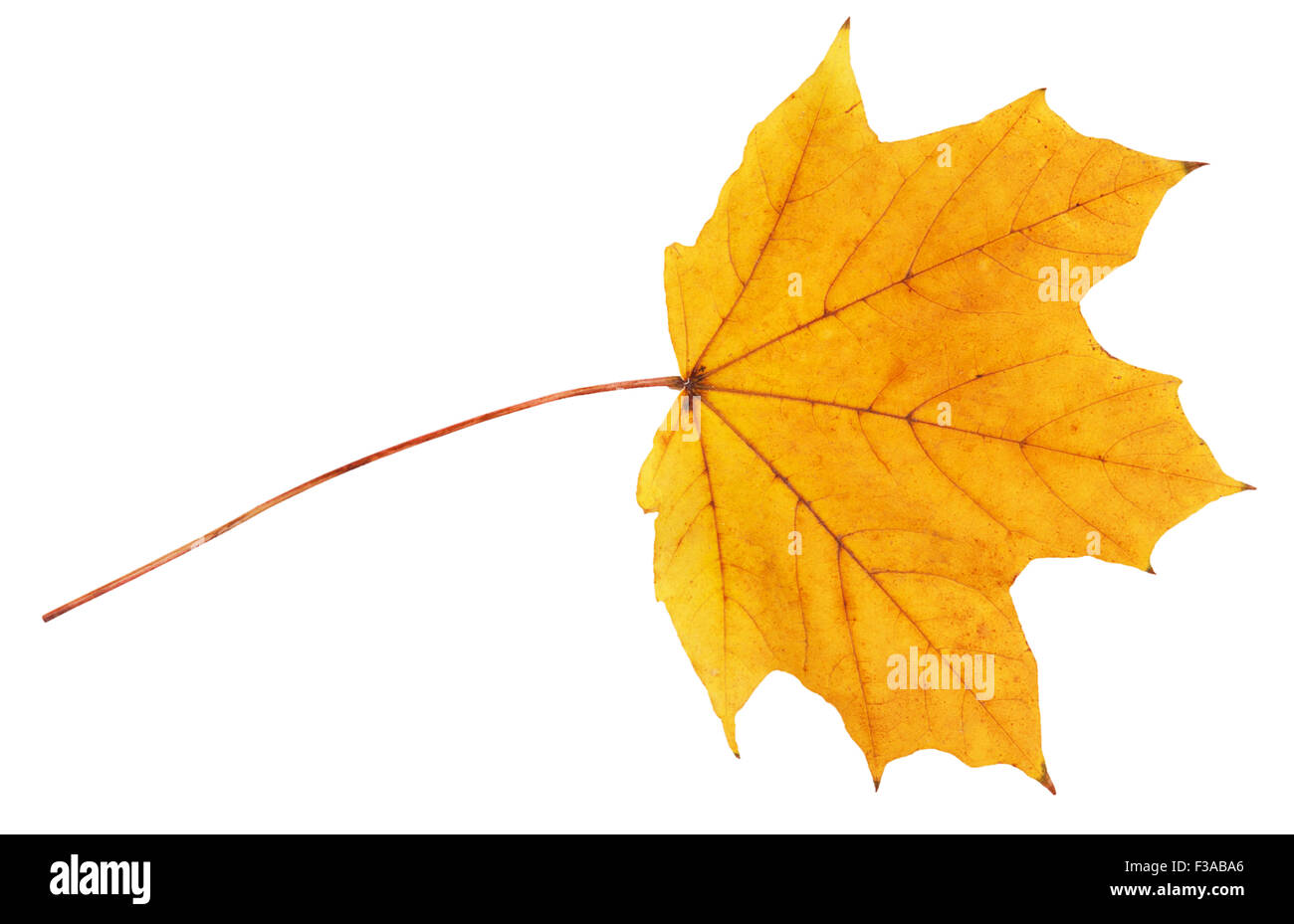 Yellow maple leaf isolated on white background Stock Photo - Alamy
