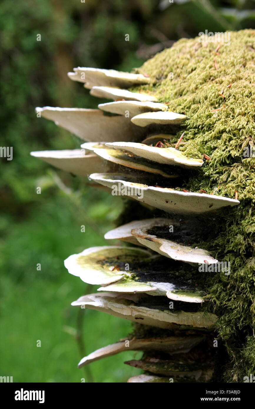 Fungi on trunk Moss Stock Photo - Alamy