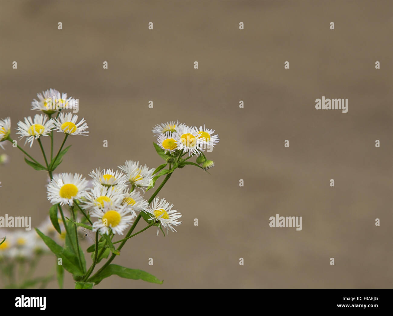 Wild daisies on a brown background Stock Photo - Alamy